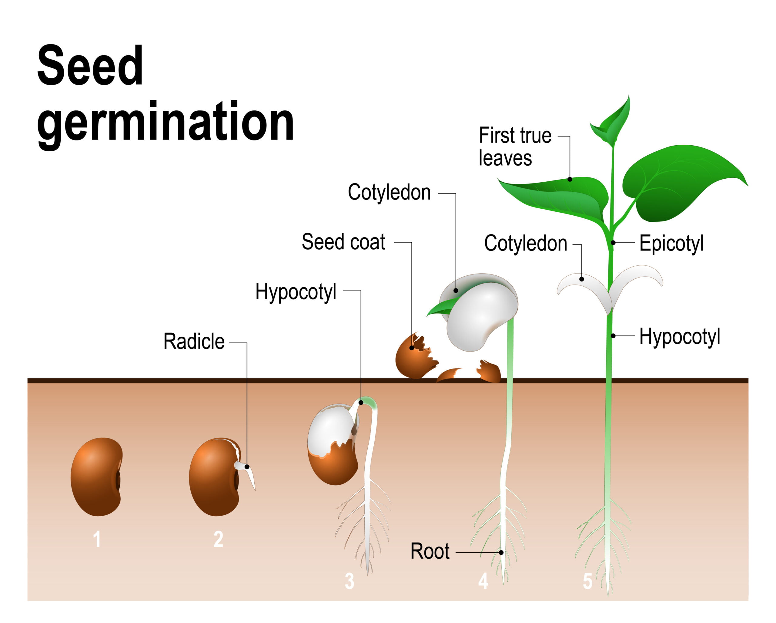 Seed Germination Process Flow Chart SLYI